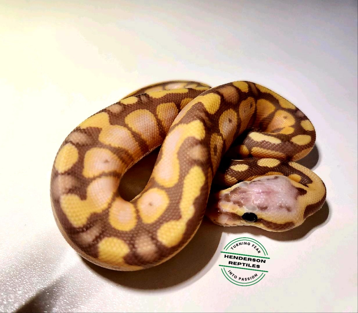 NOW ON SALE!! Pastel Coral Glow 66% Het Clown Poss Puzzle Ball Python ...