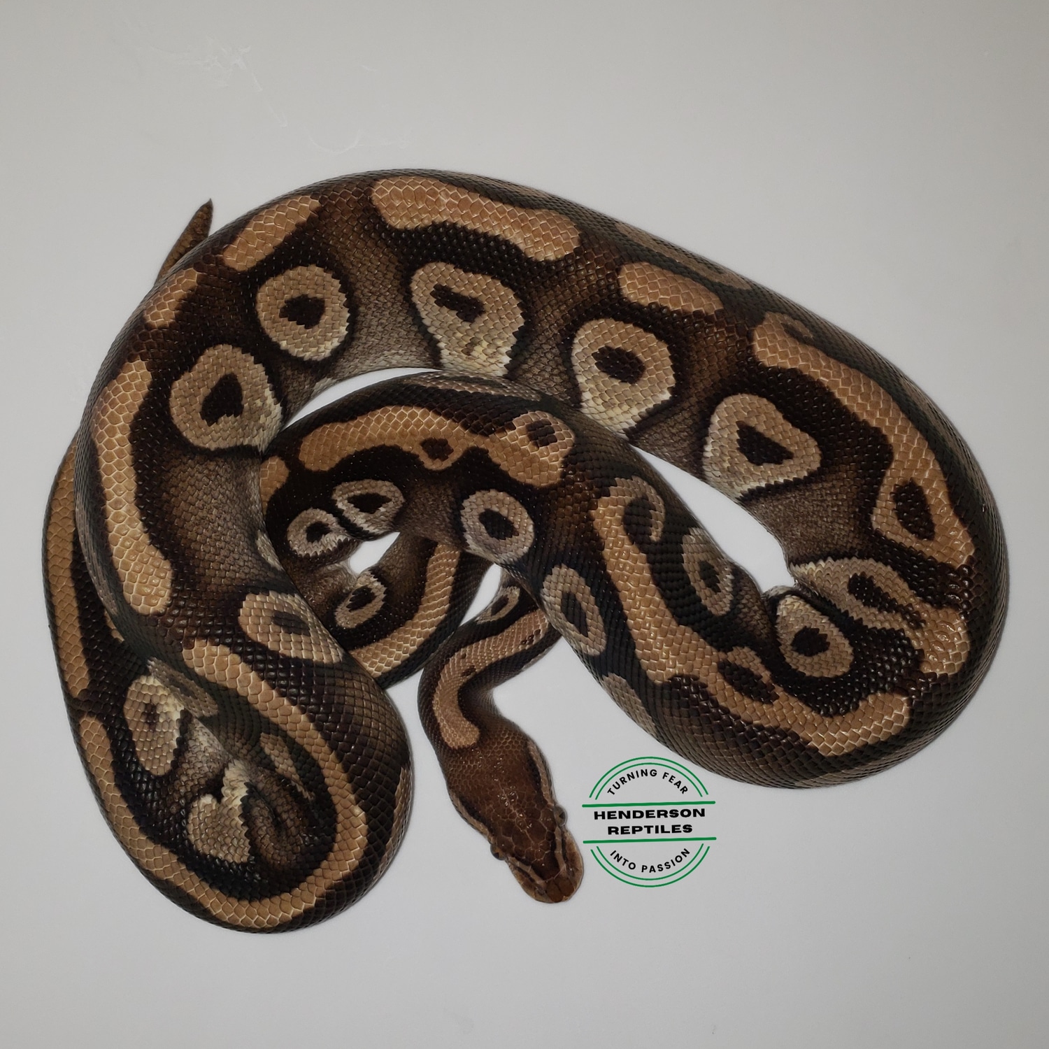 NOW ON SALE!!! Mojave 1000G Ball Python by Henderson Reptiles - MorphMarket