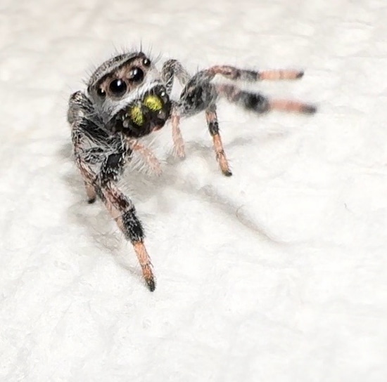 Snow White I6 (White/recessive) Jumping Spider by Rae's Jumpers