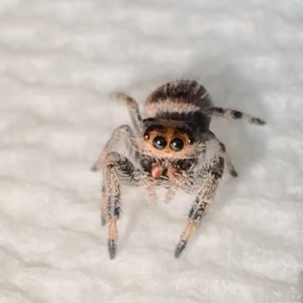 Tangerine I7 Jumping Spider by Rae's Jumpers