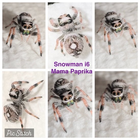 Snowman I6 Jumping Spider by Rae's Jumpers
