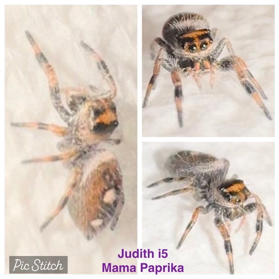 Judith I5 Jumping Spider by Rae's Jumpers
