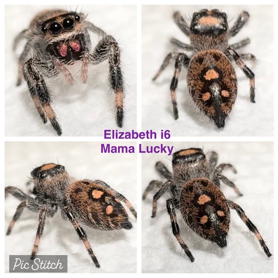 Elizabeth I6 Jumping Spider by Rae's Jumpers