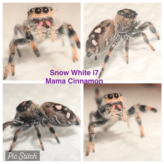 Snow White (Recessive White) Jumping Spider by Rae's Jumpers