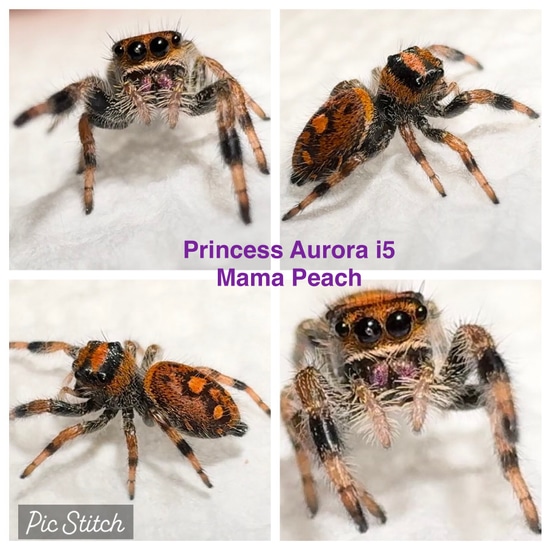 Princess Aurora I5 (Dragons Breath) Jumping Spider by Rae's Jumpers