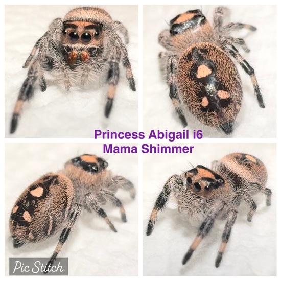 Princess Abigail I6 Jumping Spider by Rae's Jumpers
