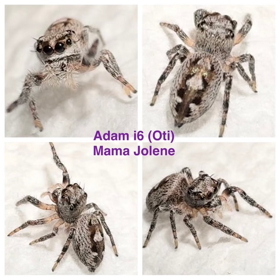Adam I6 (Otiosus) Jumping Spider by Rae's Jumpers