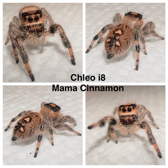Chleo I8 Jumping Spider by Rae's Jumpers