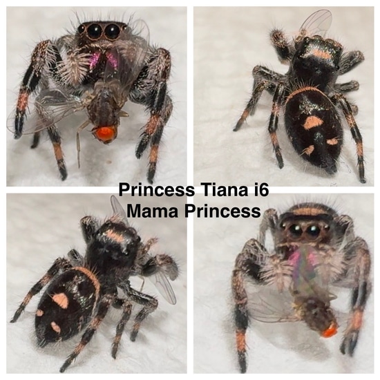 Princess Tiana I6 Jumping Spider by Rae's Jumpers