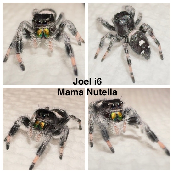 Joel I6 Jumping Spider by Rae's Jumpers