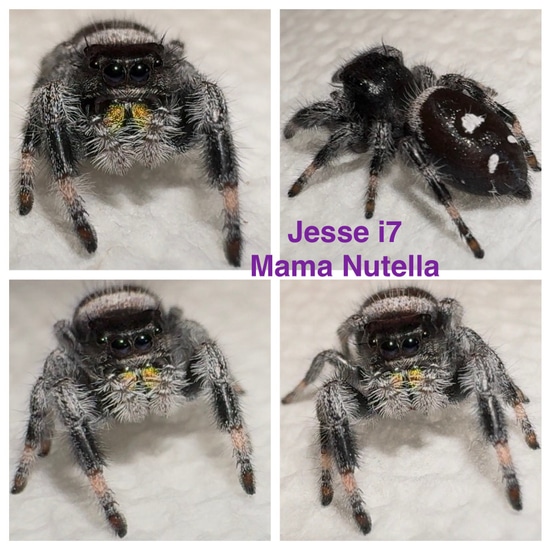 Jesse I7 Jumping Spider by Rae's Jumpers