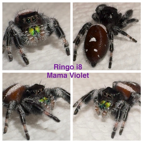 Ringo I8 Jumping Spider by Rae's Jumpers