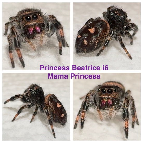 Princess Beatrice I6 Jumping Spider by Rae's Jumpers