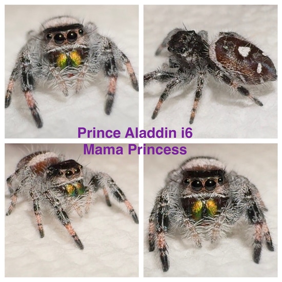 Prince Aladdin I6 (Recessive/white) Jumping Spider by Rae's Jumpers