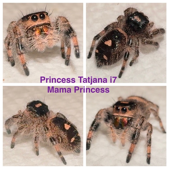 Princess Tatjana I7 Jumping Spider by Rae's Jumpers
