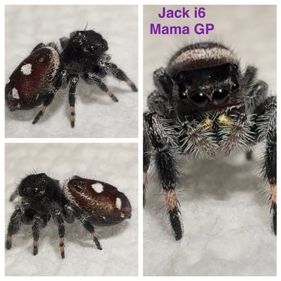 Jack I6 Jumping Spider by Rae's Jumpers