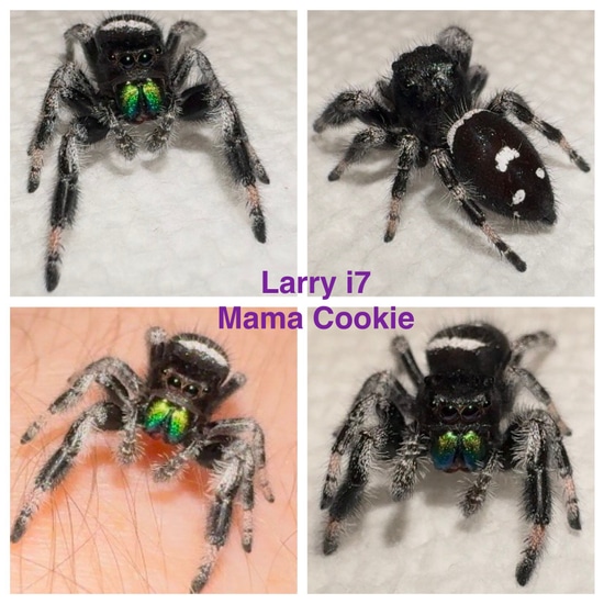 Larry I7 Jumping Spider by Rae's Jumpers