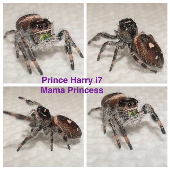Prince Harry I7 Jumping Spider by Rae's Jumpers