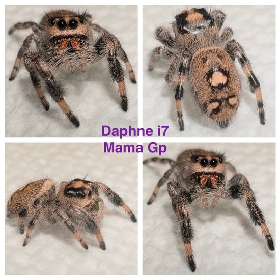 Daphne I7 Jumping Spider by Rae's Jumpers