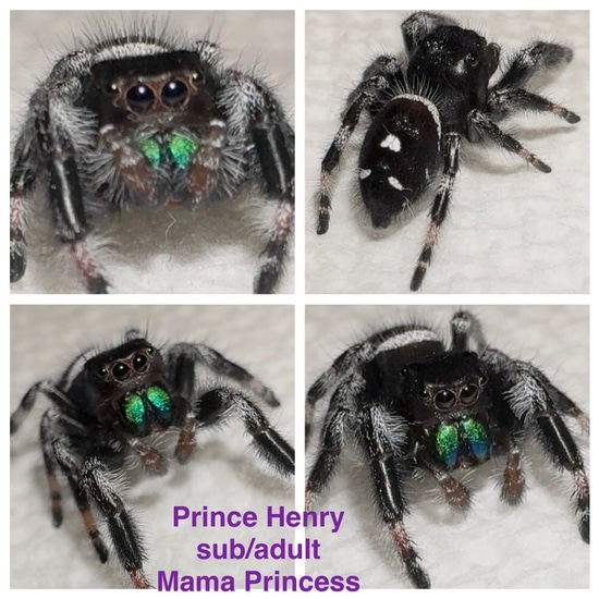 Prince Henry Jumping Spider by Rae's Jumpers