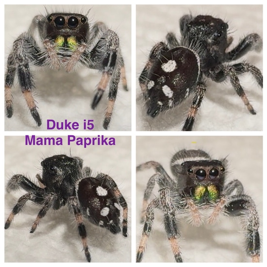 Duke I5 Jumping Spider by Rae's Jumpers