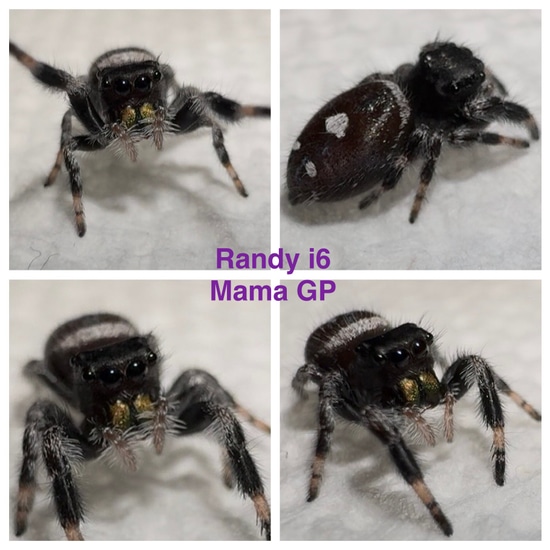Randy I6 Jumping Spider by Rae's Jumpers