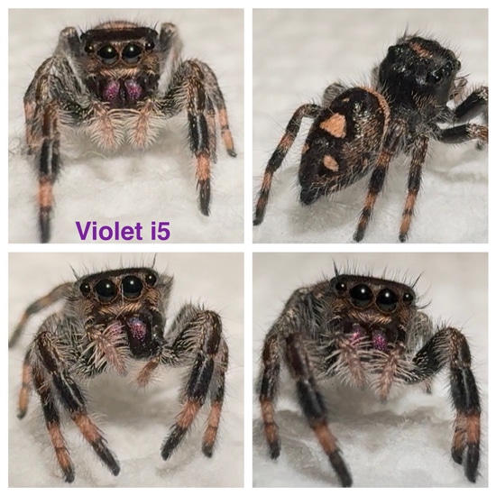 Violet I5 Jumping Spider by Rae's Jumpers