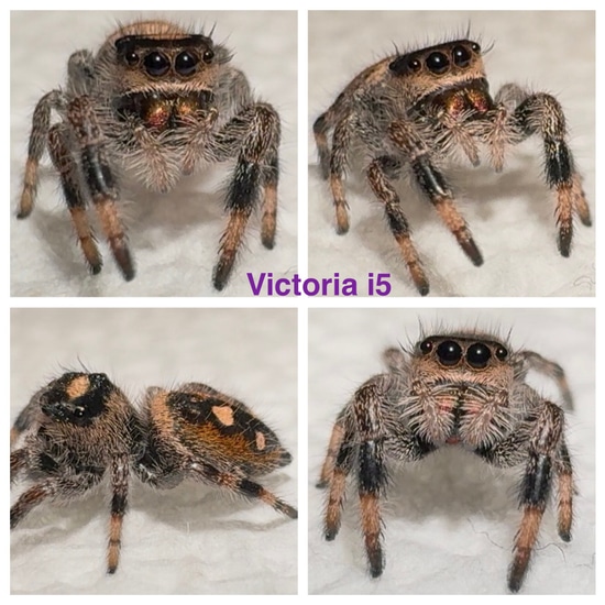 Victoria I5 Jumping Spider by Rae's Jumpers