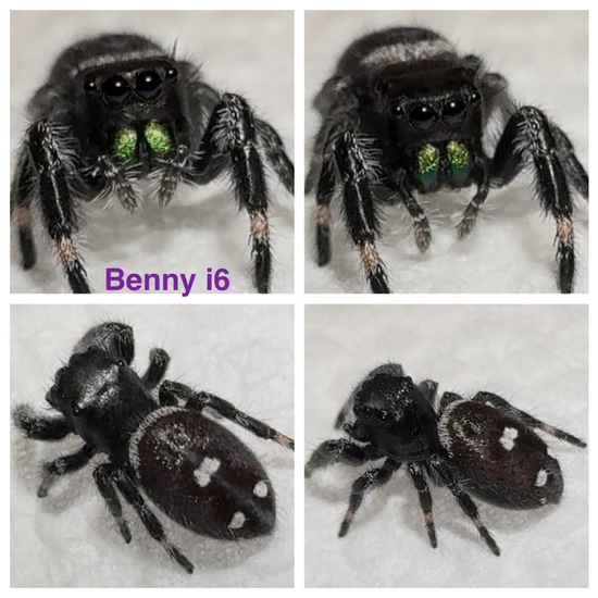 Benny I6 Jumping Spider by Rae's Jumpers