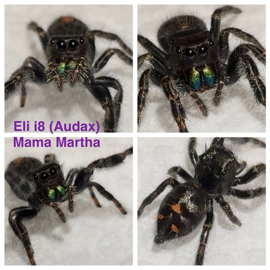 Eli I8 (Audax) Jumping Spider by Rae's Jumpers