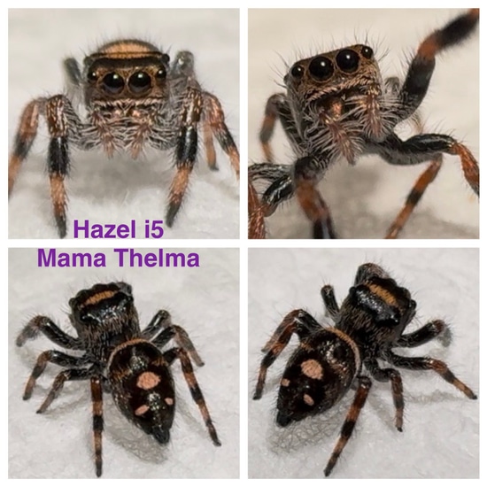 Hazel I5 Jumping Spider by Rae's Jumpers