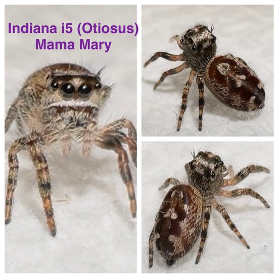 Indiana I5 (Otiosus) Jumping Spider by Rae's Jumpers