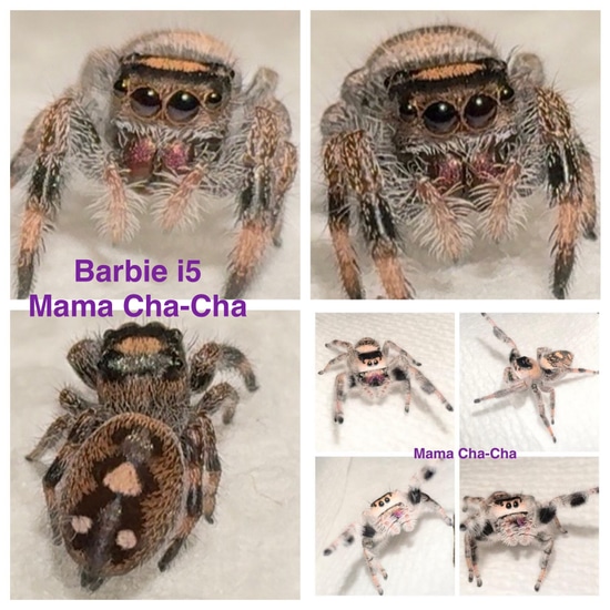 Barbie I5 Jumping Spider by Rae's Jumpers