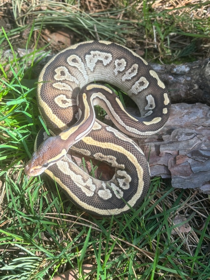 Mojave Sapphire Ball Python by Pacific Royals