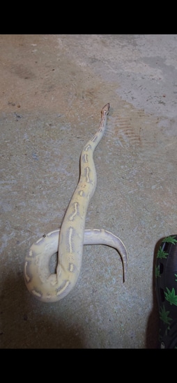 Highway Ball Python by Cold-Blooded Exotics