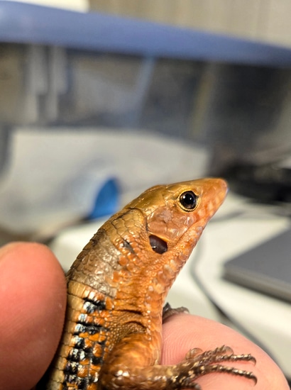 African Plated Lizard More Lizard by Cold-Blooded Exotics