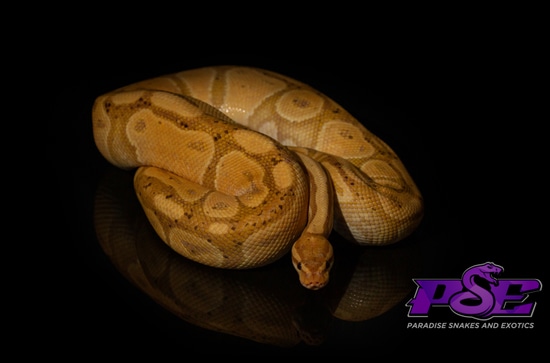 Banana Ball Python by Paradise snakes