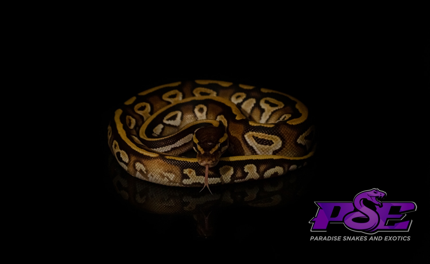 Mojave 100%HetPied Ball Python by Paradise snakes - MorphMarket