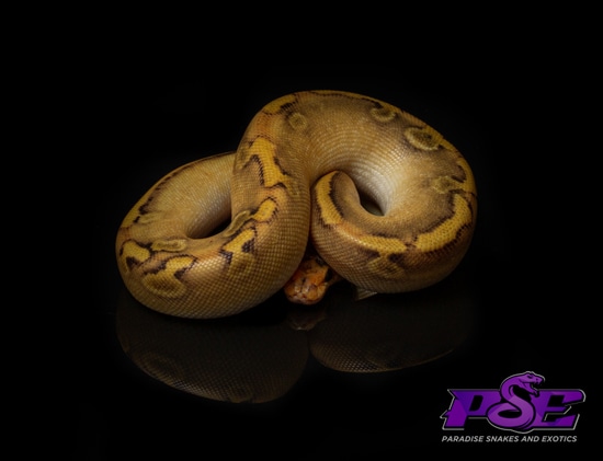 OD Champagne Ball Python by Paradise snakes and exotics