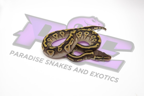 Mojave Ball Python by Paradise snakes and exotics
