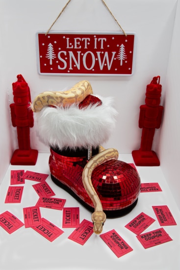 Banana Spotnose CHRISTMAS AUCTION Ball Python by Paradise snakes and ...