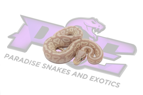 Mojave Banana Spotnose Ball Python by Paradise snakes and exotics