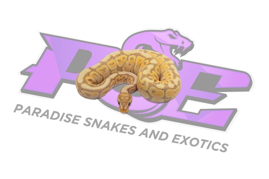 Banana Spotnose Ball Python by Paradise snakes and exotics