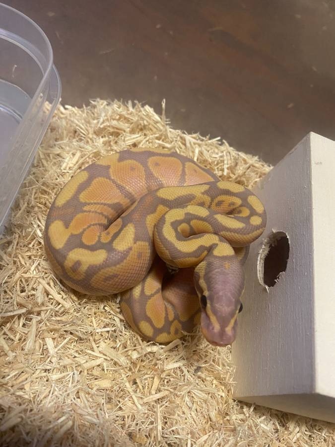 Banana Ball Python by CritterCave Reptiles - MorphMarket