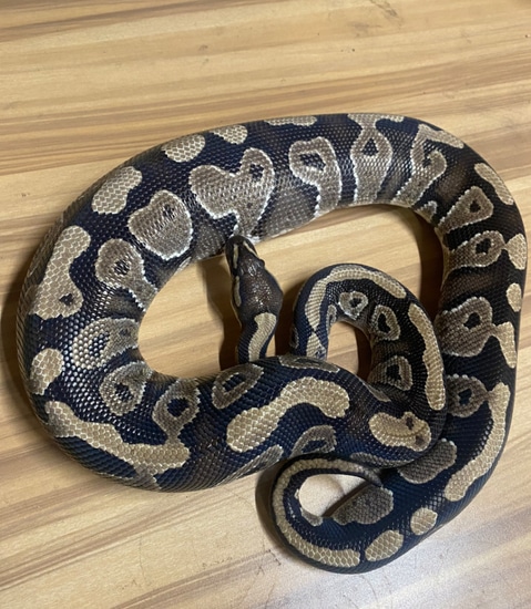 Breeder Mystic Female Ball Python by CritterCave Reptiles
