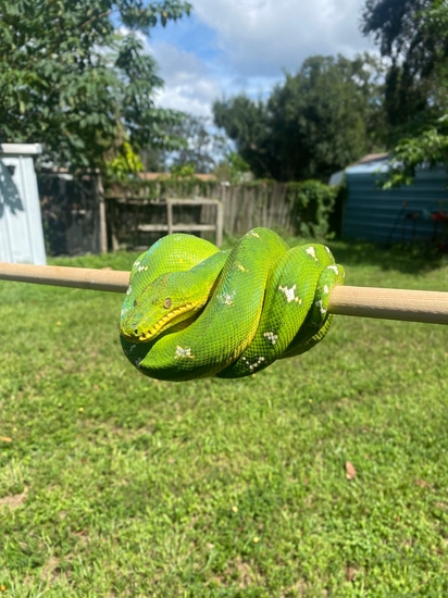 LTC Emerald Tree Boa Northern Emerald Tree Boa by CritterCave Reptiles