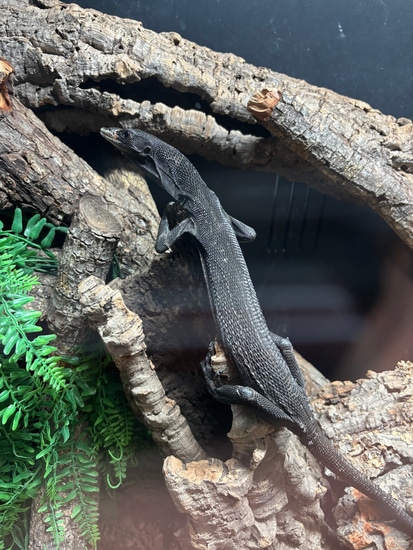 0.1 Black Tree Monitor by CritterCave Reptiles