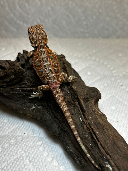 Quarter Red Monster Tiger Stripe Blue Bar Hypo Het Trans Eastern ...