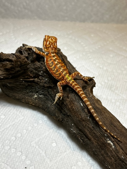 Quater Red Monster Blue Bar Toger Stripe Het Hypo Eastern Bearded ...