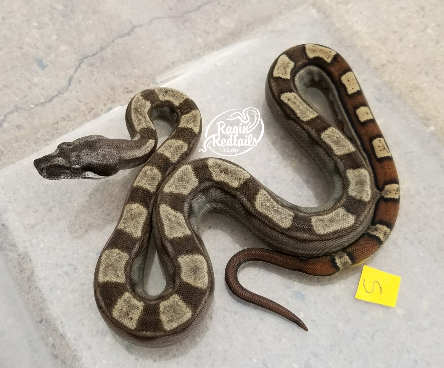 Motley 100% Het Kahl 50% Het Anery Boa Constrictor by Ragin' Redtails ...